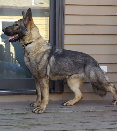 German Shepherd Breeders Indiana | Purebred German Shepherd Puppies