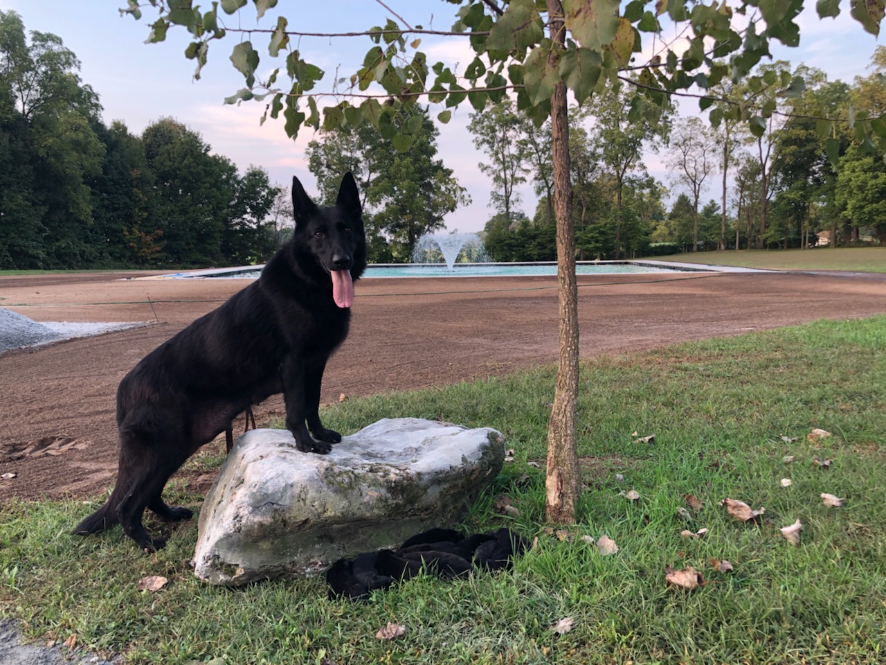 German Shepherd Puppies For Sale Indiana | GSD Puppies IN